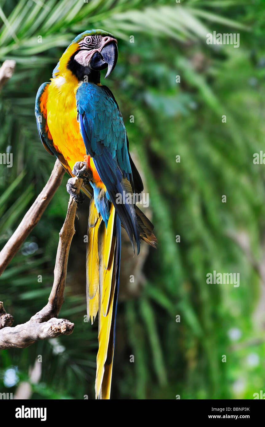 Indonesia, Bali, Macaw (Psittacidae) on a branch Stock Photo - Alamy