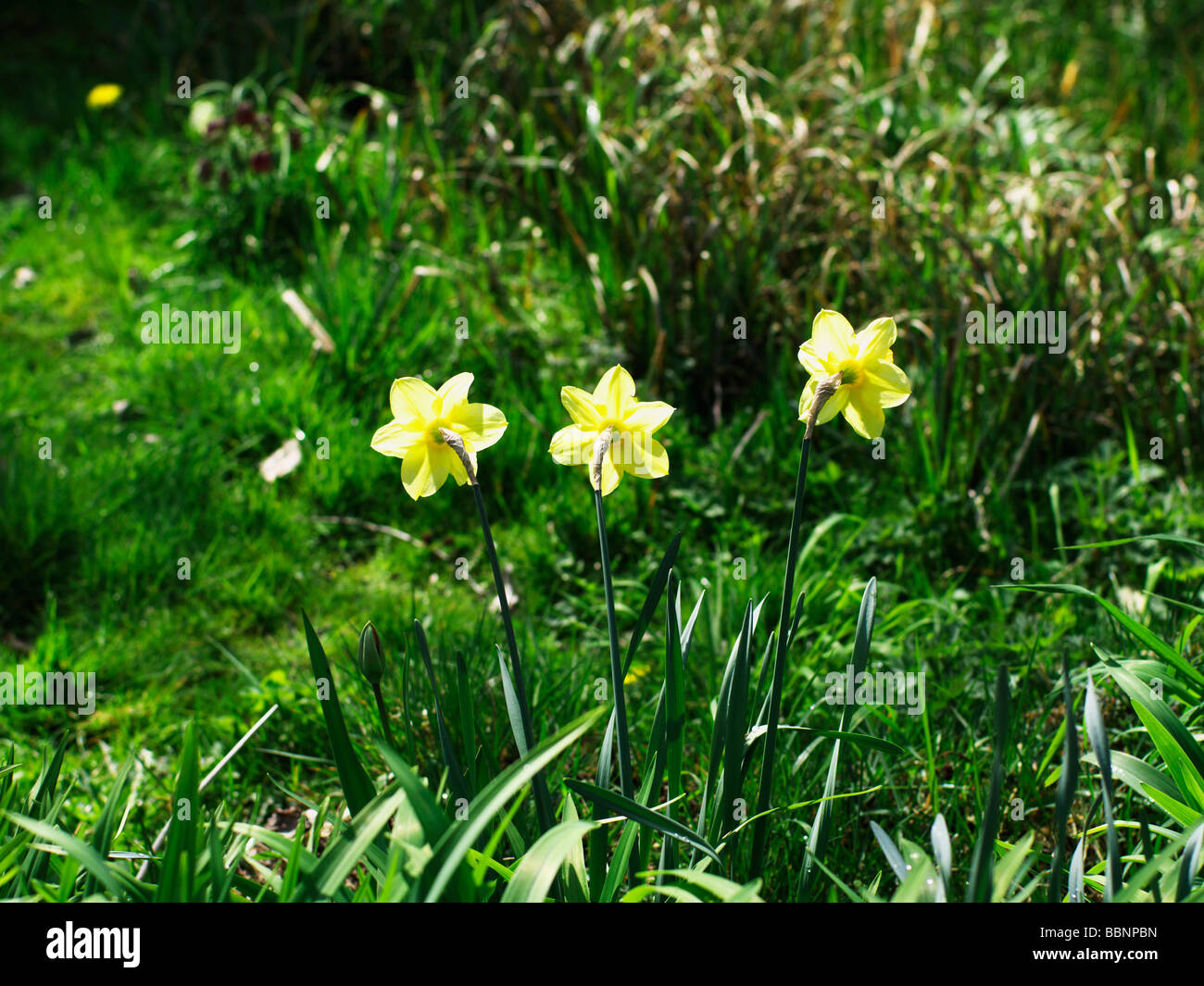 Yellow daffodil wild flowers growing wild in the countryside Stock ...