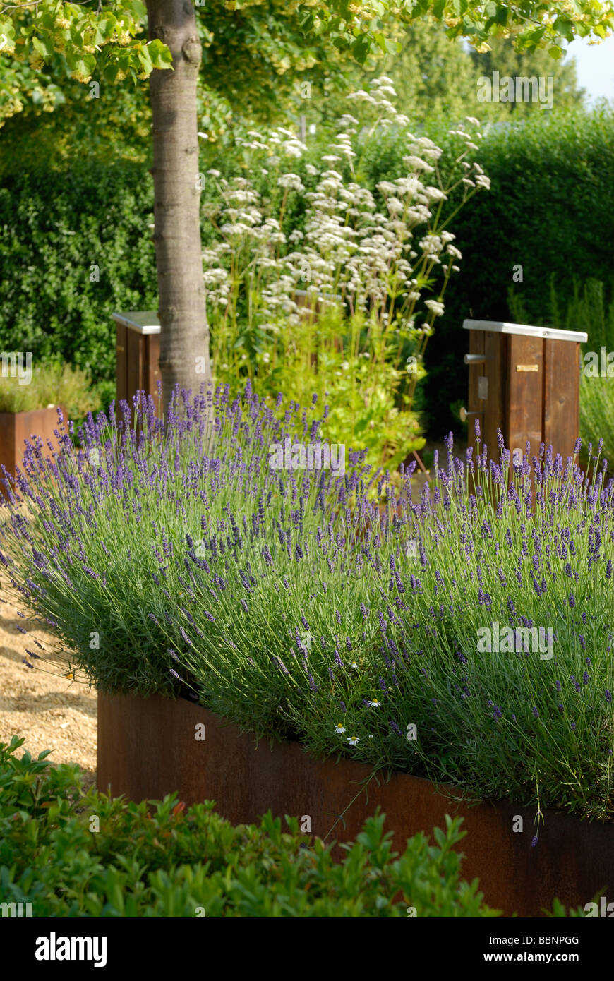 lavender, Lavandula angustifolia Stock Photo - Alamy