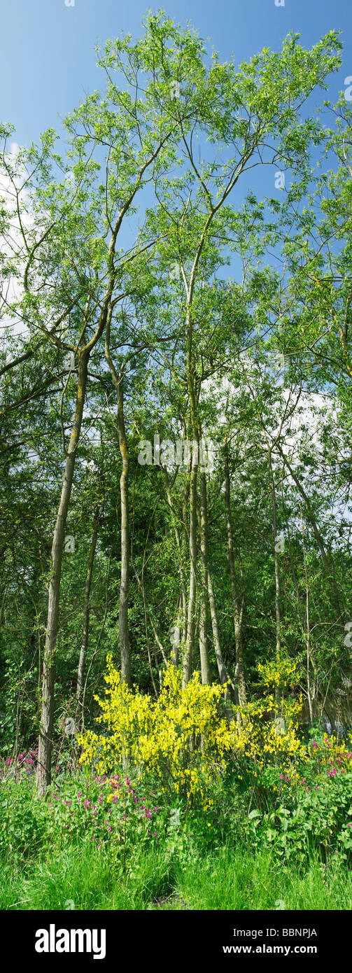 a view of a wood or a forest with trees and leaves Stock Photo - Alamy