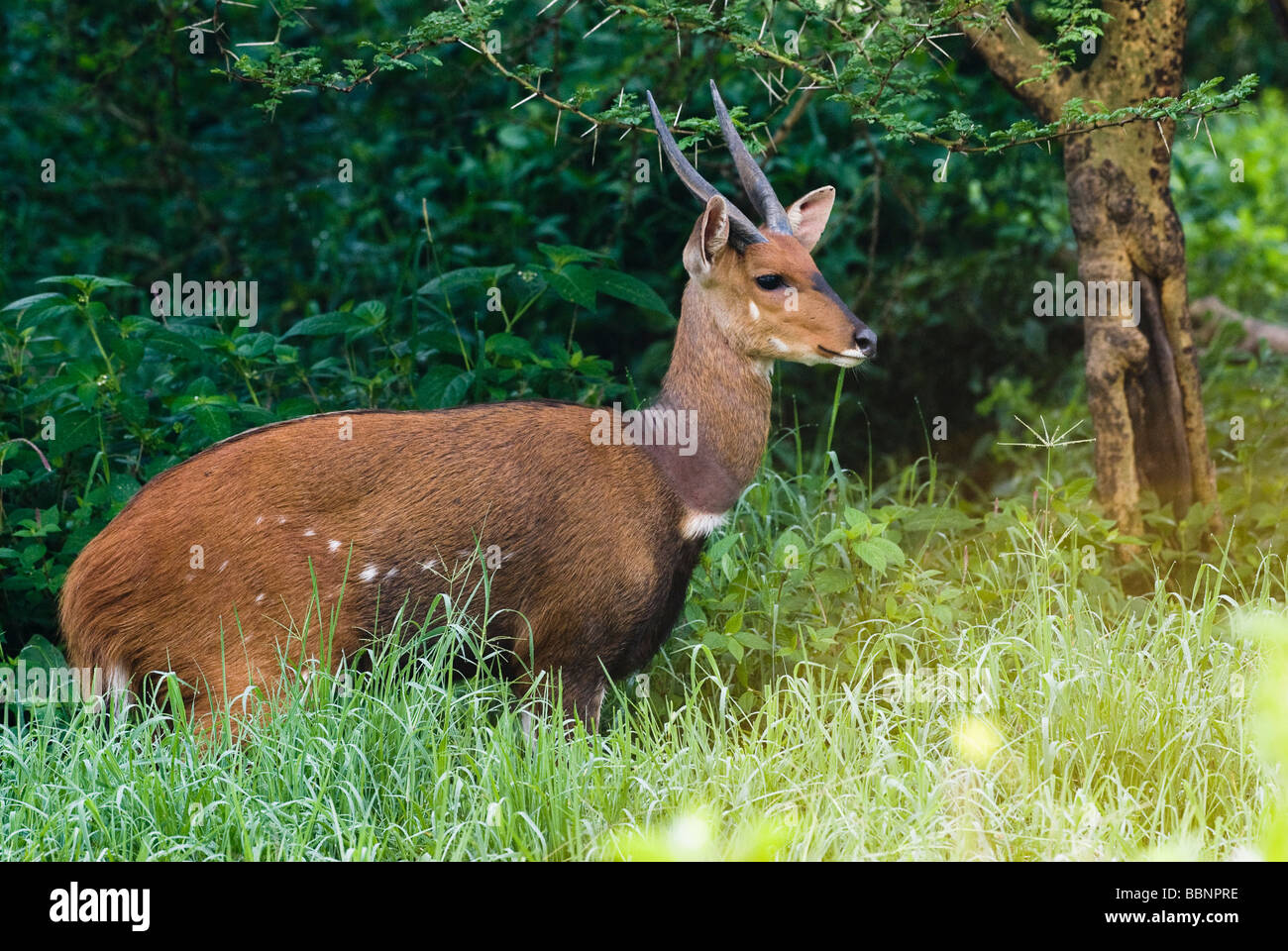 male Bushbuck Tragelaphus scriptus NAKURU NATIONAL PARK KENYA EAST ...