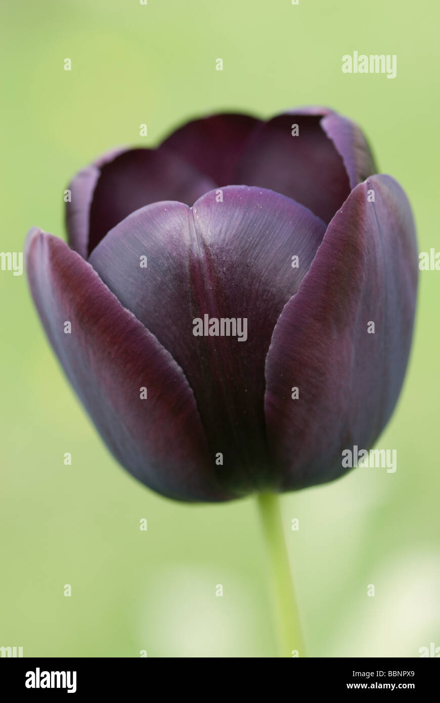 CLOSE-UP OF TULIPA QUEEN OF NIGHT TULIP Stock Photo - Alamy