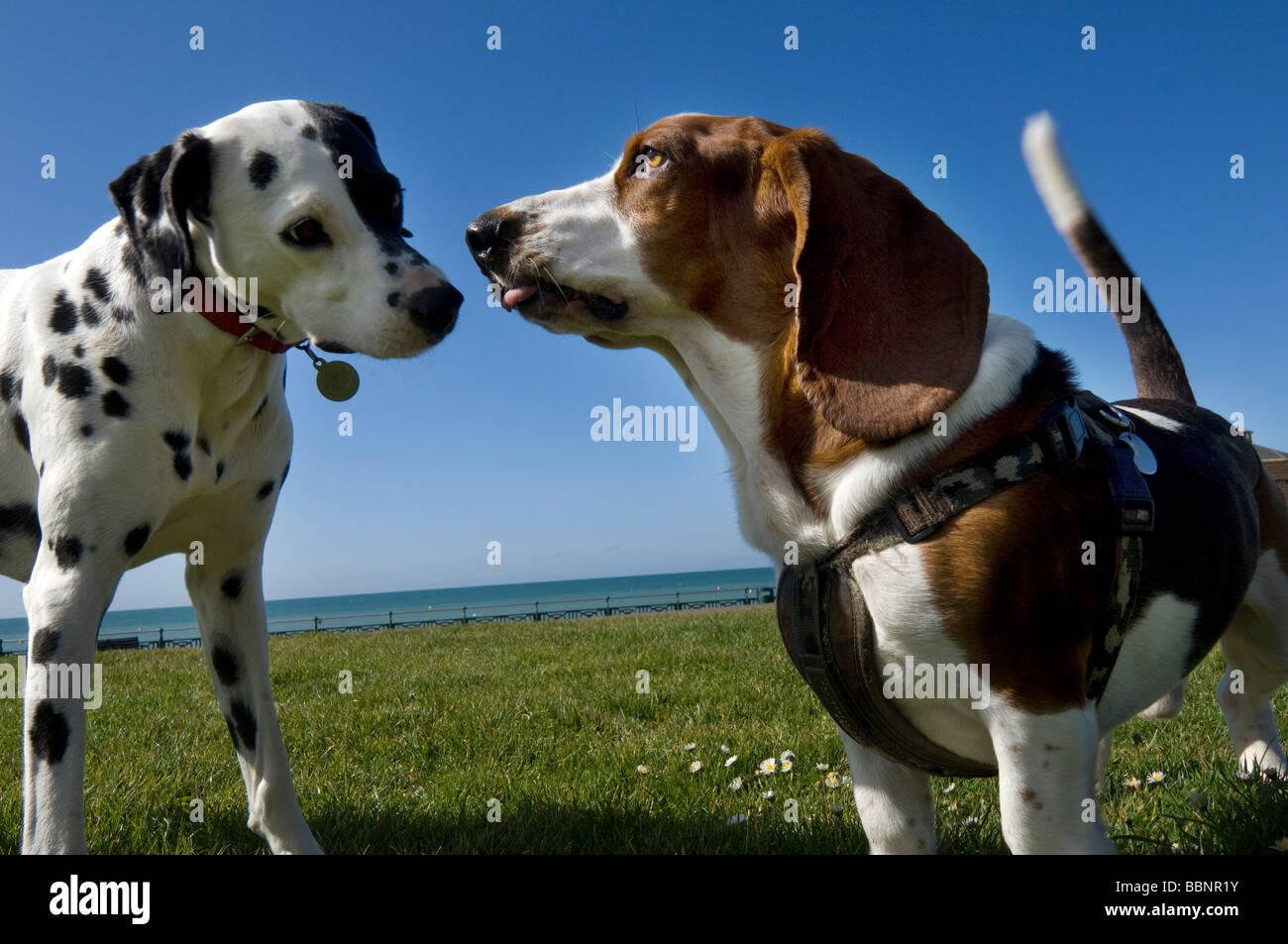 Can A Basset Hound And A Dalmatian Be Friends