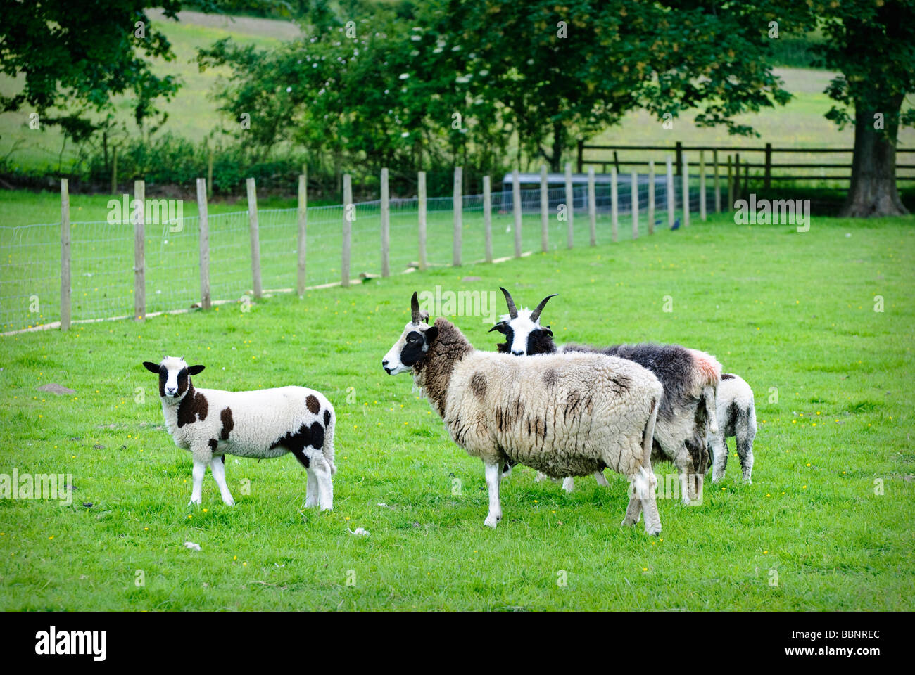 traditional british jacobs sheep Stock Photo - Alamy