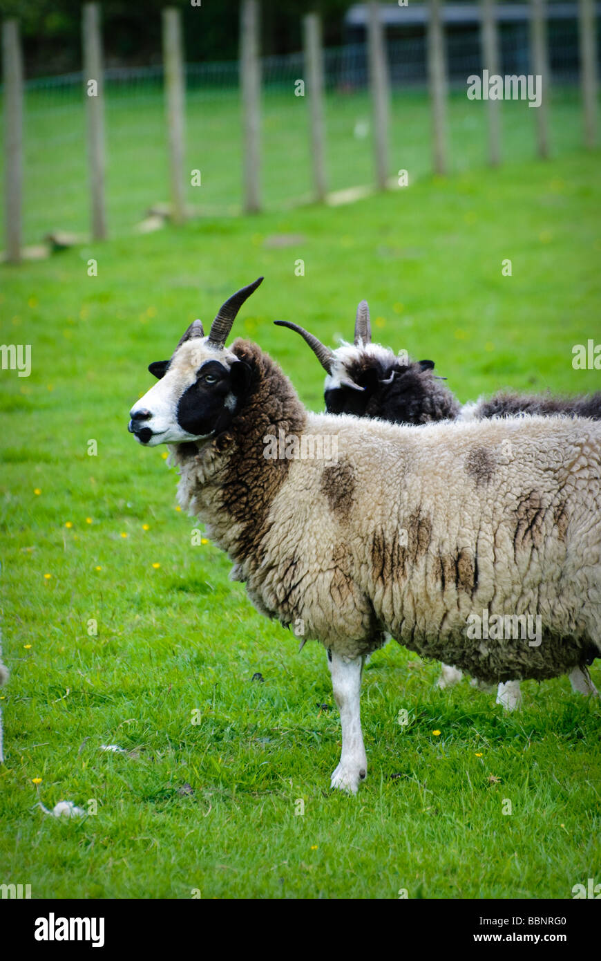 traditional british jacobs sheep Stock Photo - Alamy