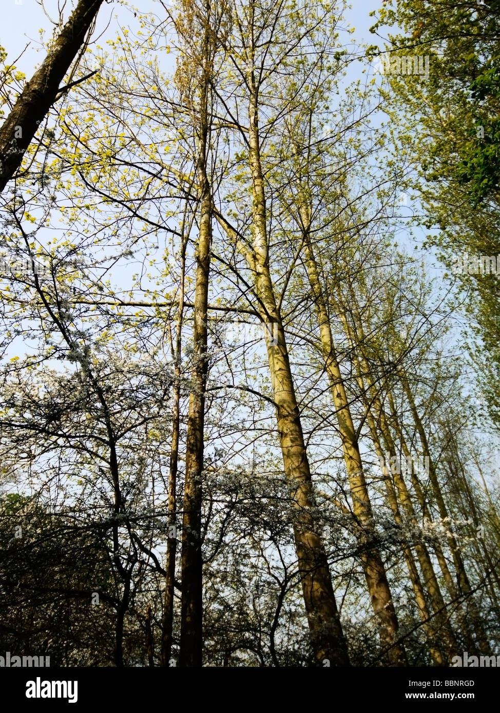 a view of a wood or a forest with trees and leaves Stock Photo - Alamy