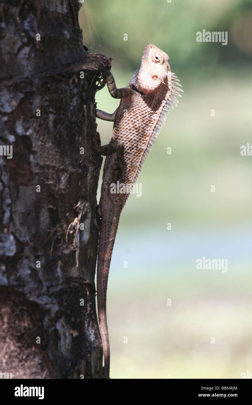 India lizard hi-res stock photography and images - Alamy