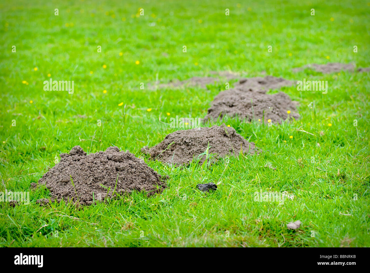 molehills in grass field Stock Photo - Alamy