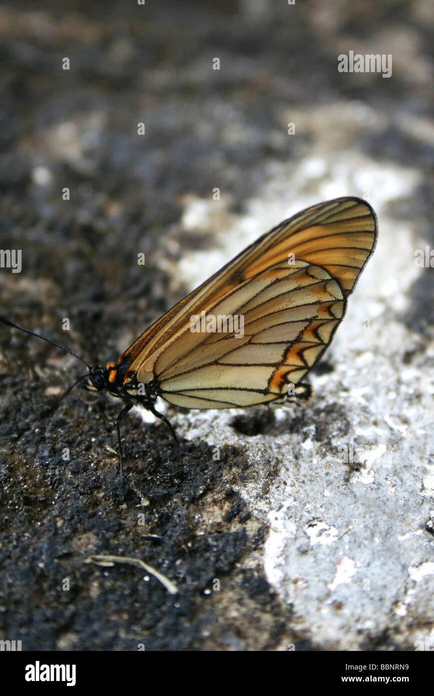 India butterfly hi-res stock photography and images - Alamy