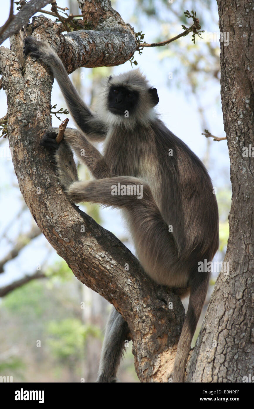 Gray langur monkey hi-res stock photography and images - Alamy