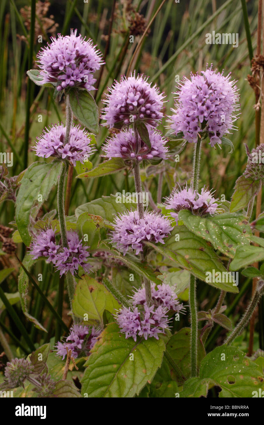 Mentha aquatica uk hi-res stock photography and images - Alamy