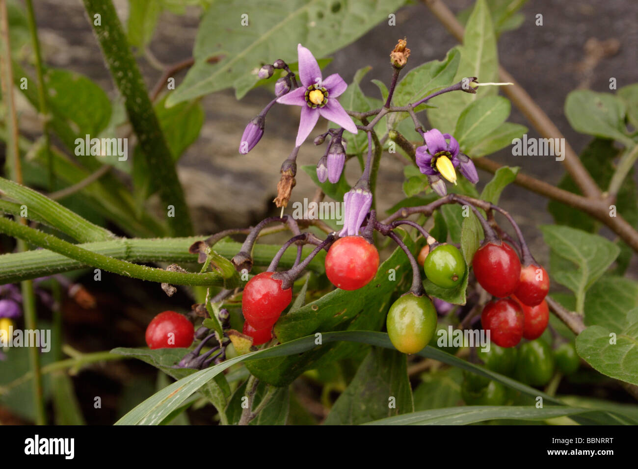 Fruits of the bittersweet hi-res stock photography and images - Alamy