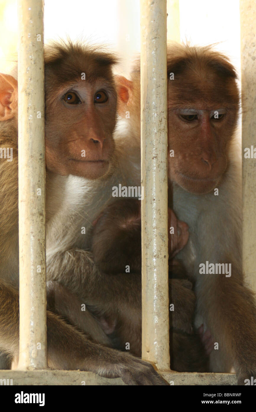 Macaque monkeys hi-res stock photography and images - Alamy