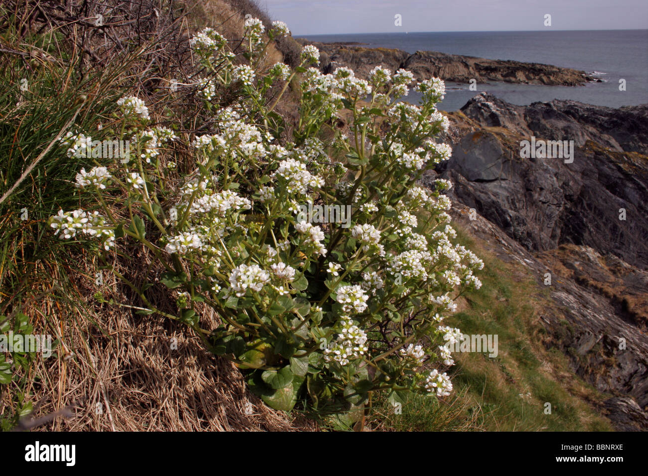 Common scurvygrass Cochlearia officinalis Brassicaceae on sea cliffs UK ...