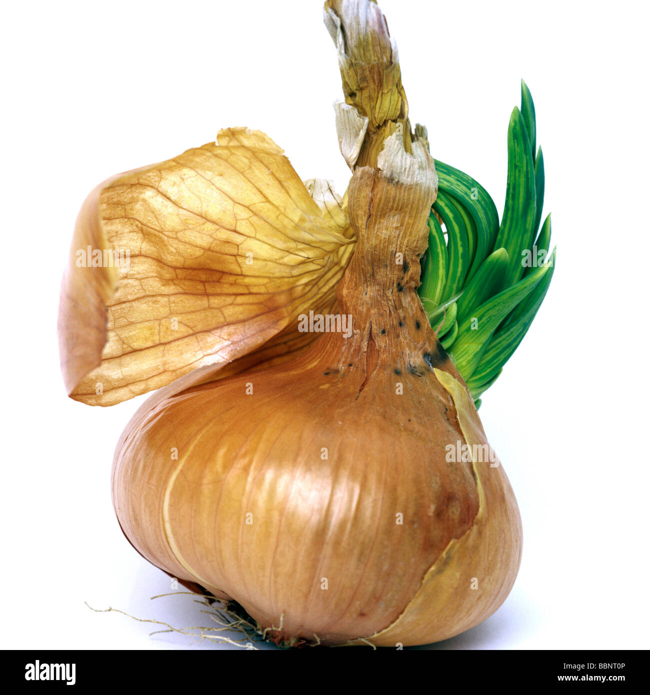 Alimentary hi-res stock photography and images - Alamy