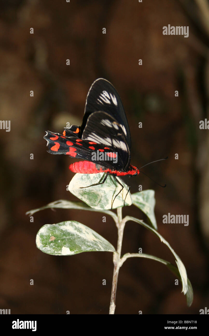 Insect india hi-res stock photography and images - Alamy