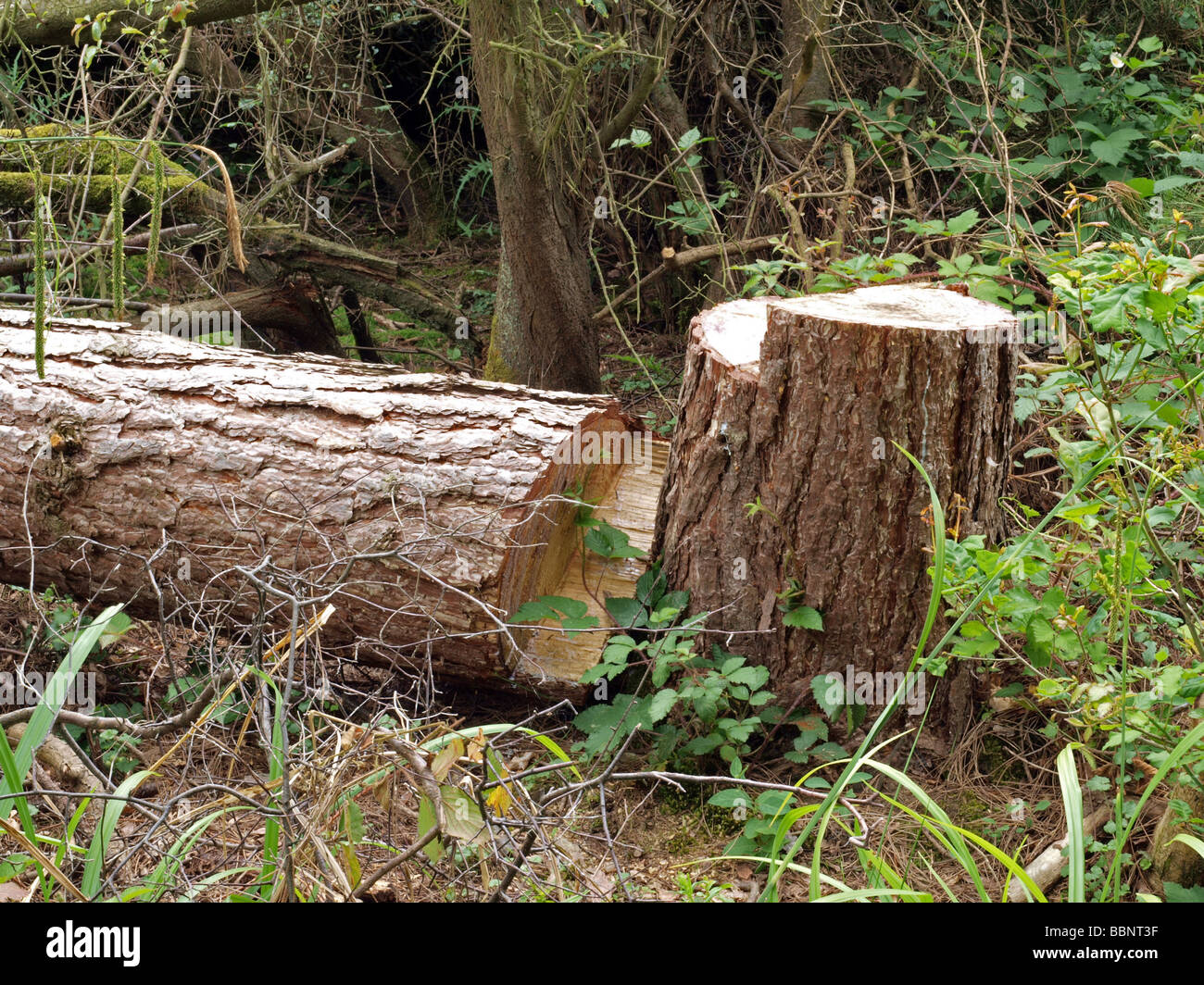 Chopped down tree left to attract wildlife in a British wood Stock ...