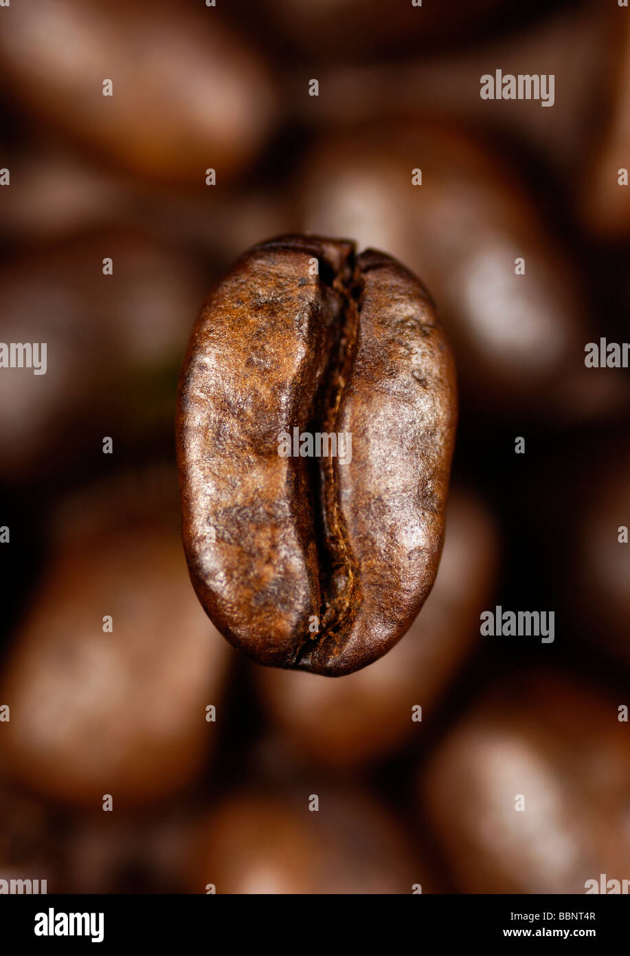 single coffee bean on a background of blurred coffee beans Stock Photo ...