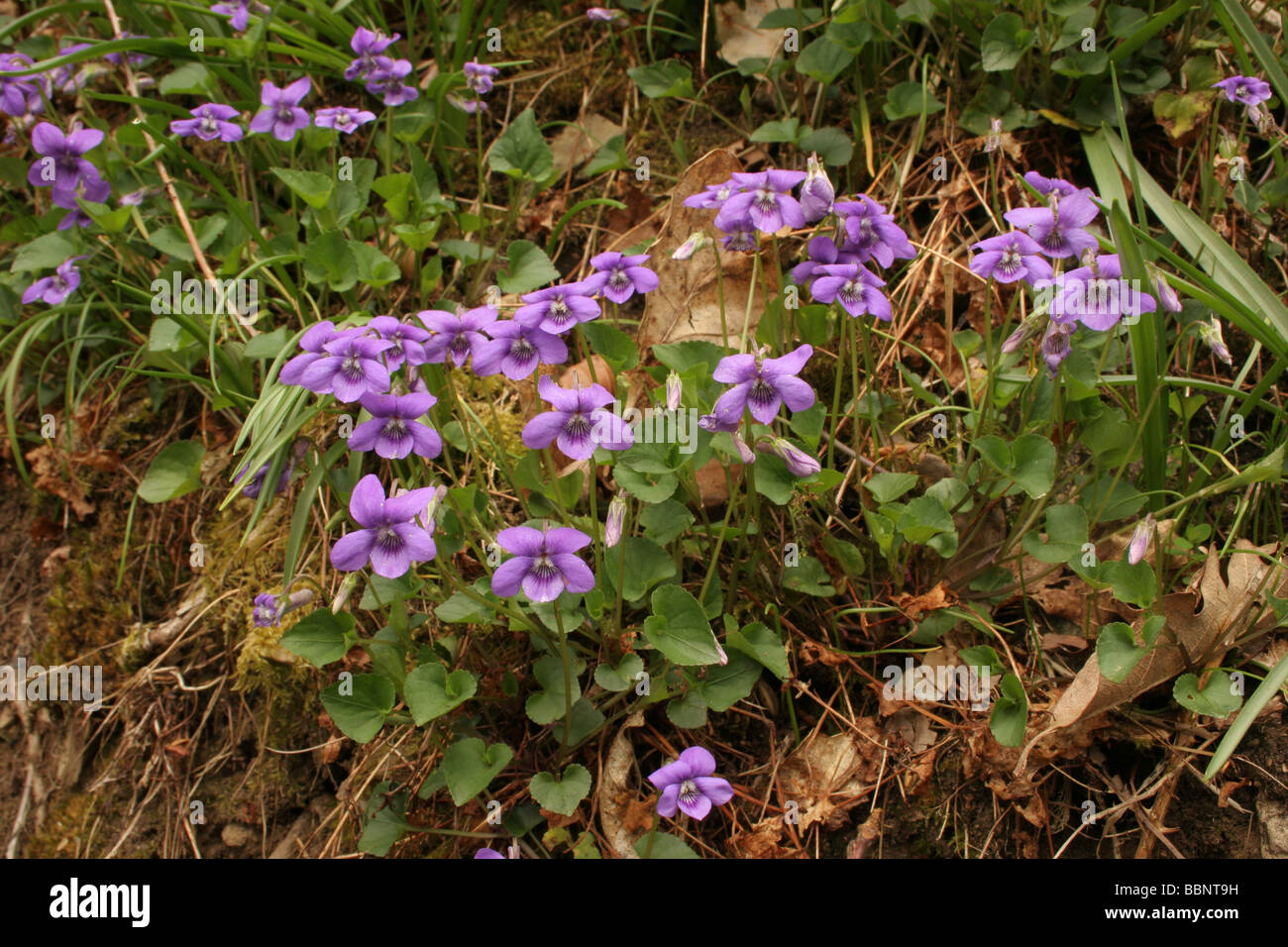 Common dog violet Viola riviniana Violaceae UK Stock Photo - Alamy
