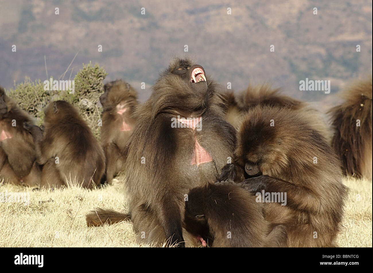 Ethiopian monkeys hi-res stock photography and images - Alamy