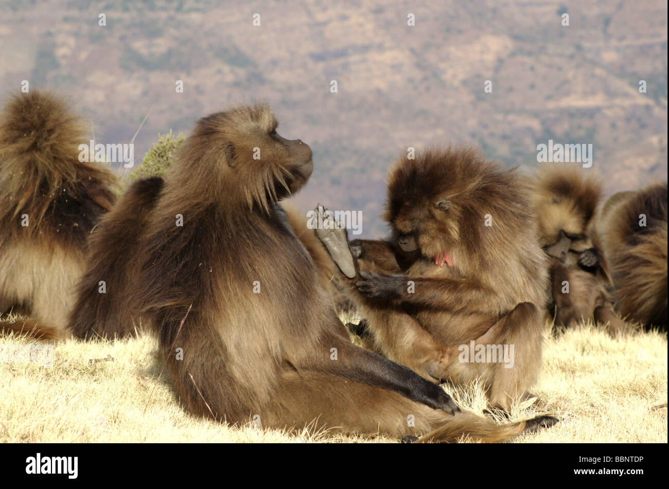 Africa Ethiopia Simien mountains Gelada monkeys Theropithecus gelada ...