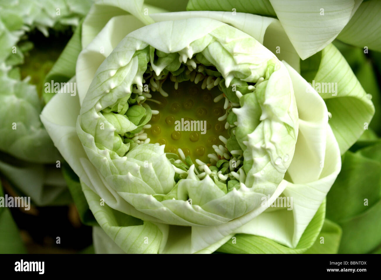 Thai lotus art hi-res stock photography and images - Alamy