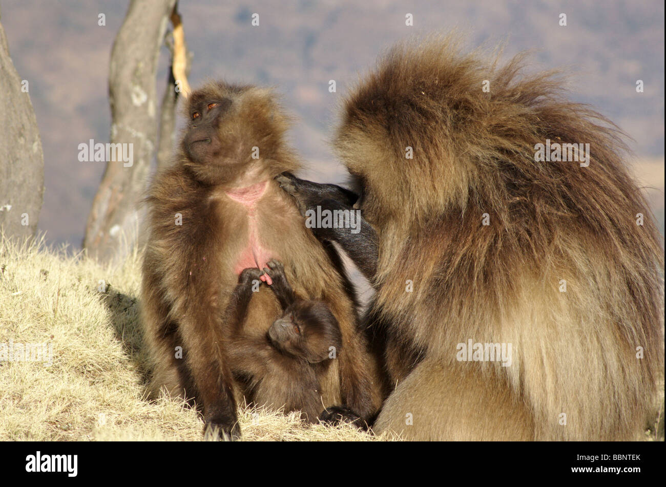 Ethiopian male hi-res stock photography and images - Alamy