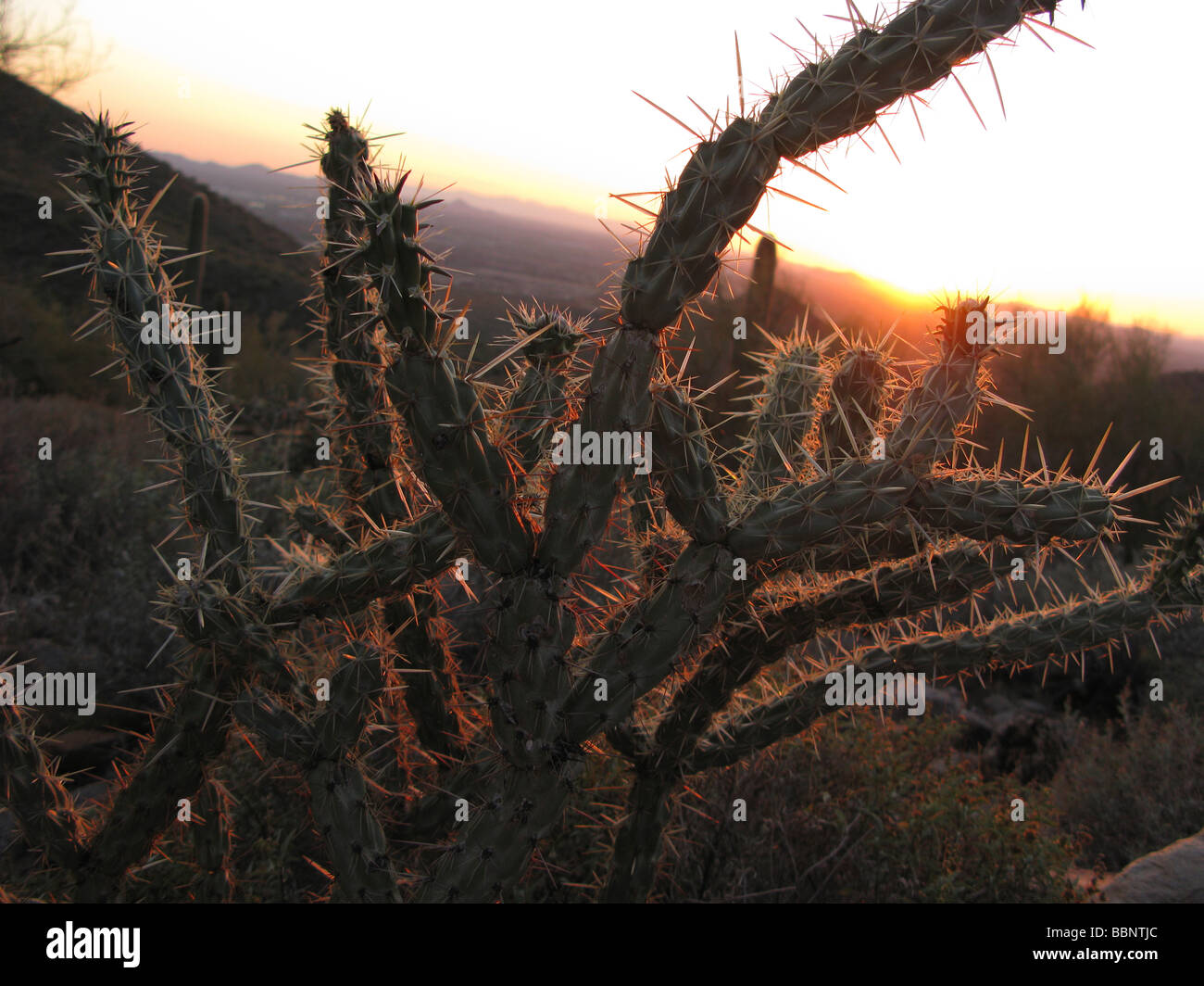 sunset through cactus,hike at phoenix arizona,in landscape Stock Photo ...