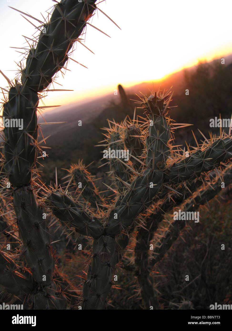 sunset through cactus,hike at phoenix arizona,in portrait Stock Photo ...