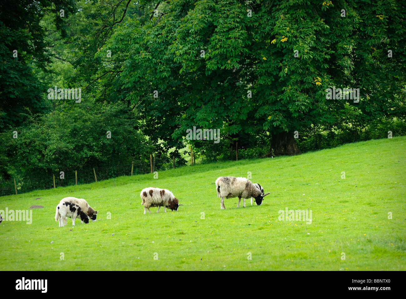 traditional british jacobs sheep Stock Photo - Alamy