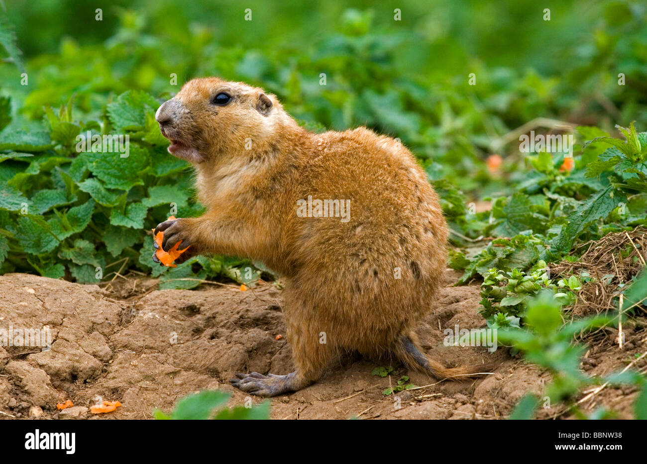 North American Rodent High Resolution Stock Photography and Images - Alamy