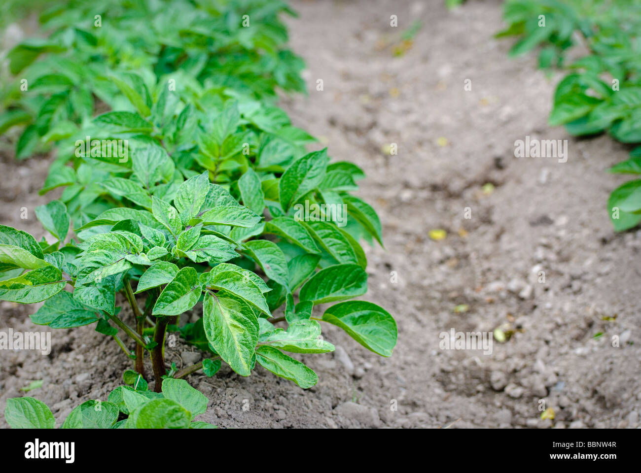 Potato earthing up hi-res stock photography and images - Alamy