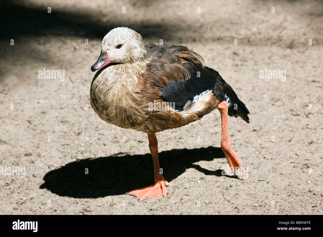 Orinoco Goose - Neochen jubata Stock Photo - Alamy