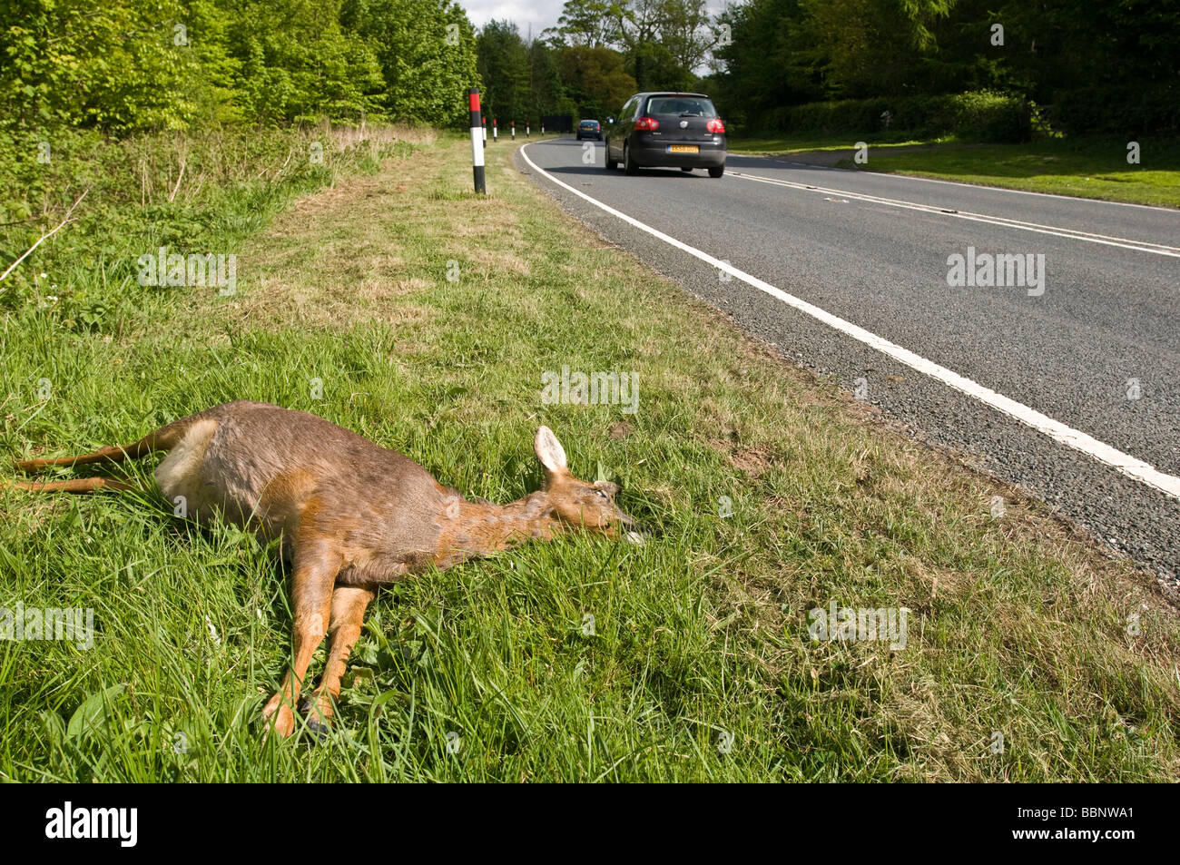 A dead roe deer lies at the side of a busy A-road Stock Photo - Alamy