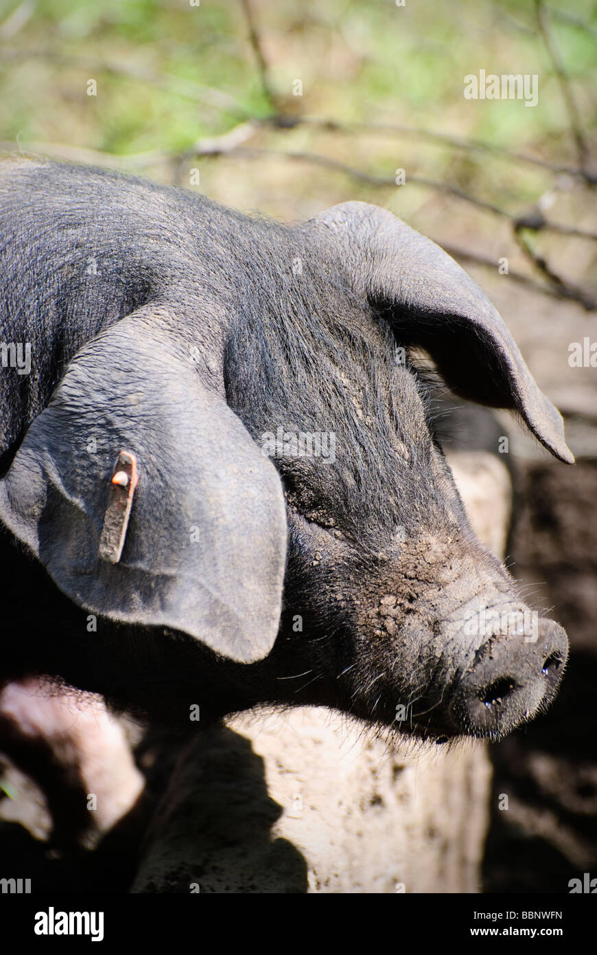 British saddleback pig hi-res stock photography and images - Alamy
