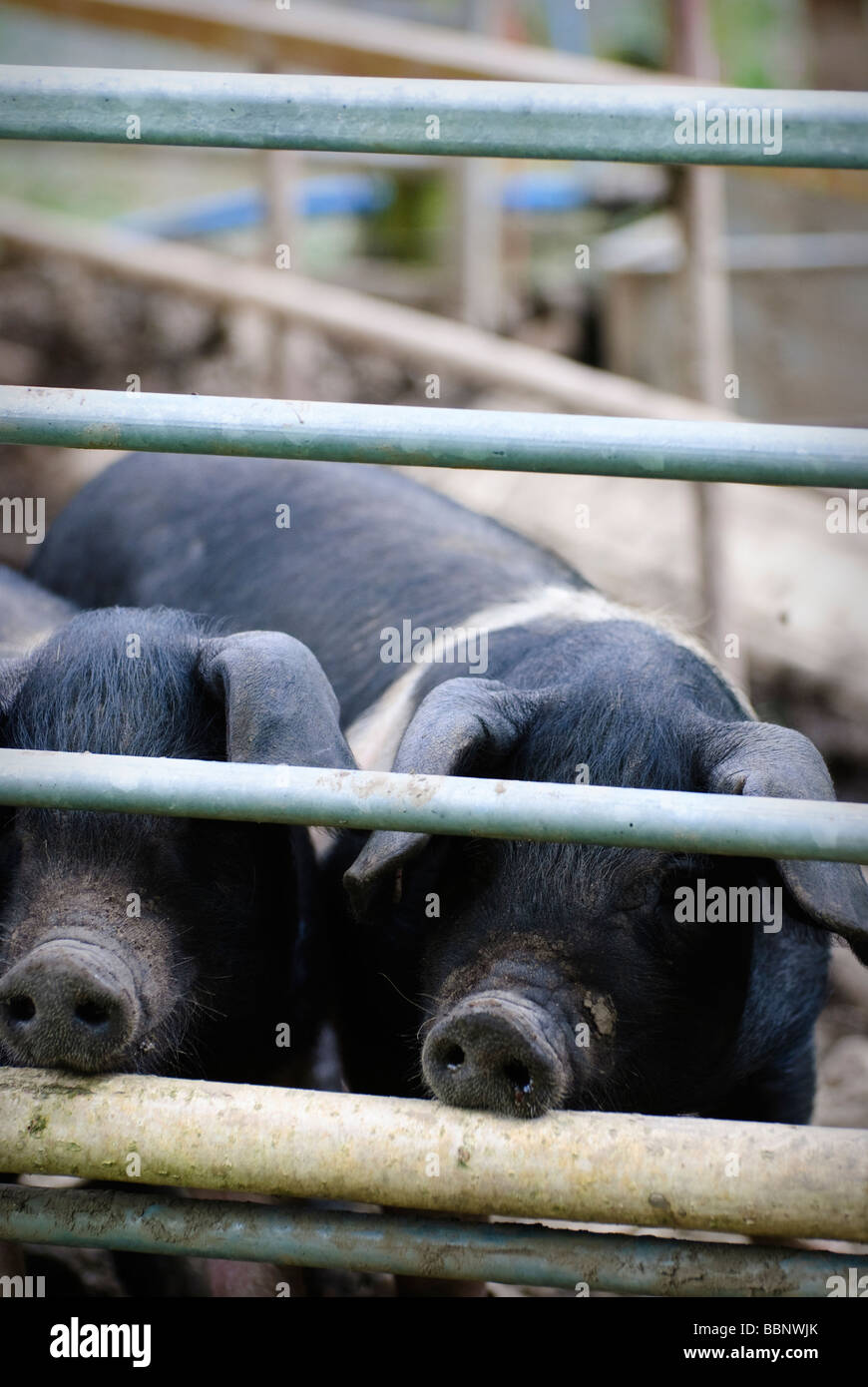 Pig fence hi-res stock photography and images - Alamy