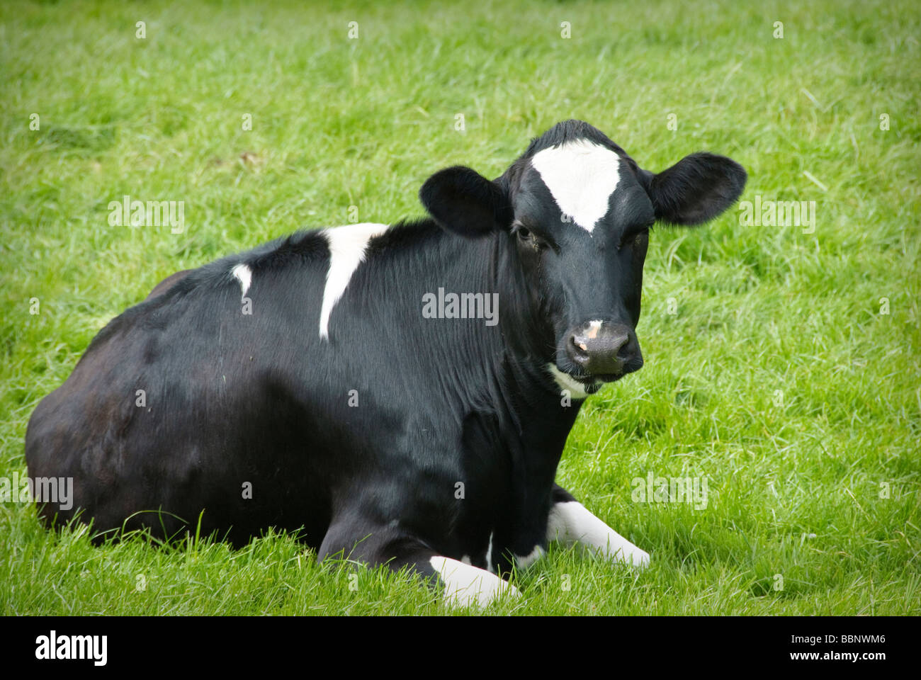 friesian cow in green field Stock Photo - Alamy