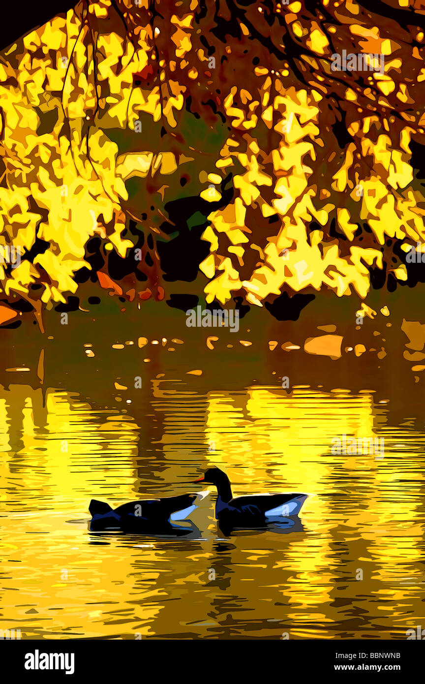 Cel-shaded illustration of geese floating on water Stock Photo - Alamy
