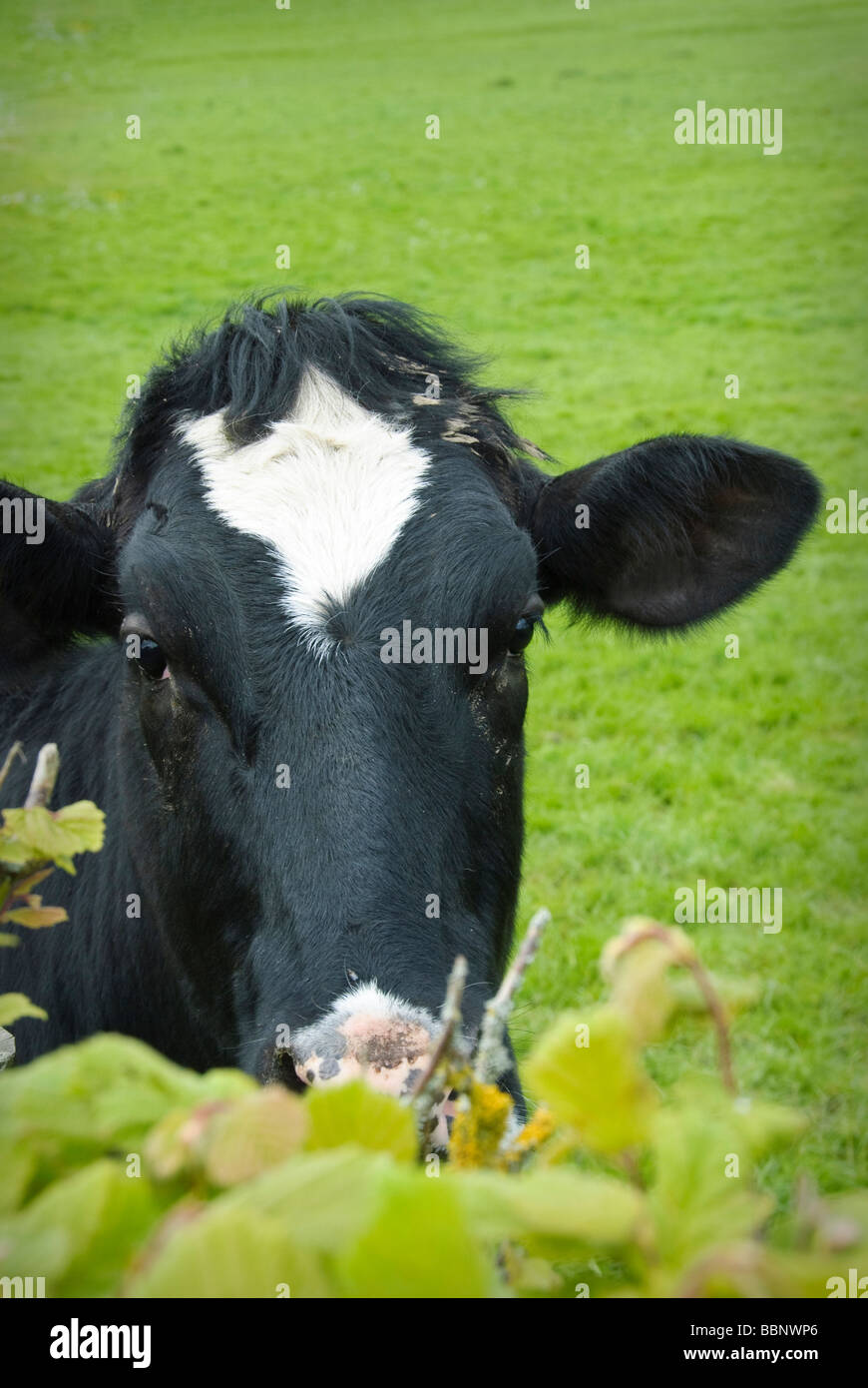 Friesian cow close up hi-res stock photography and images - Alamy