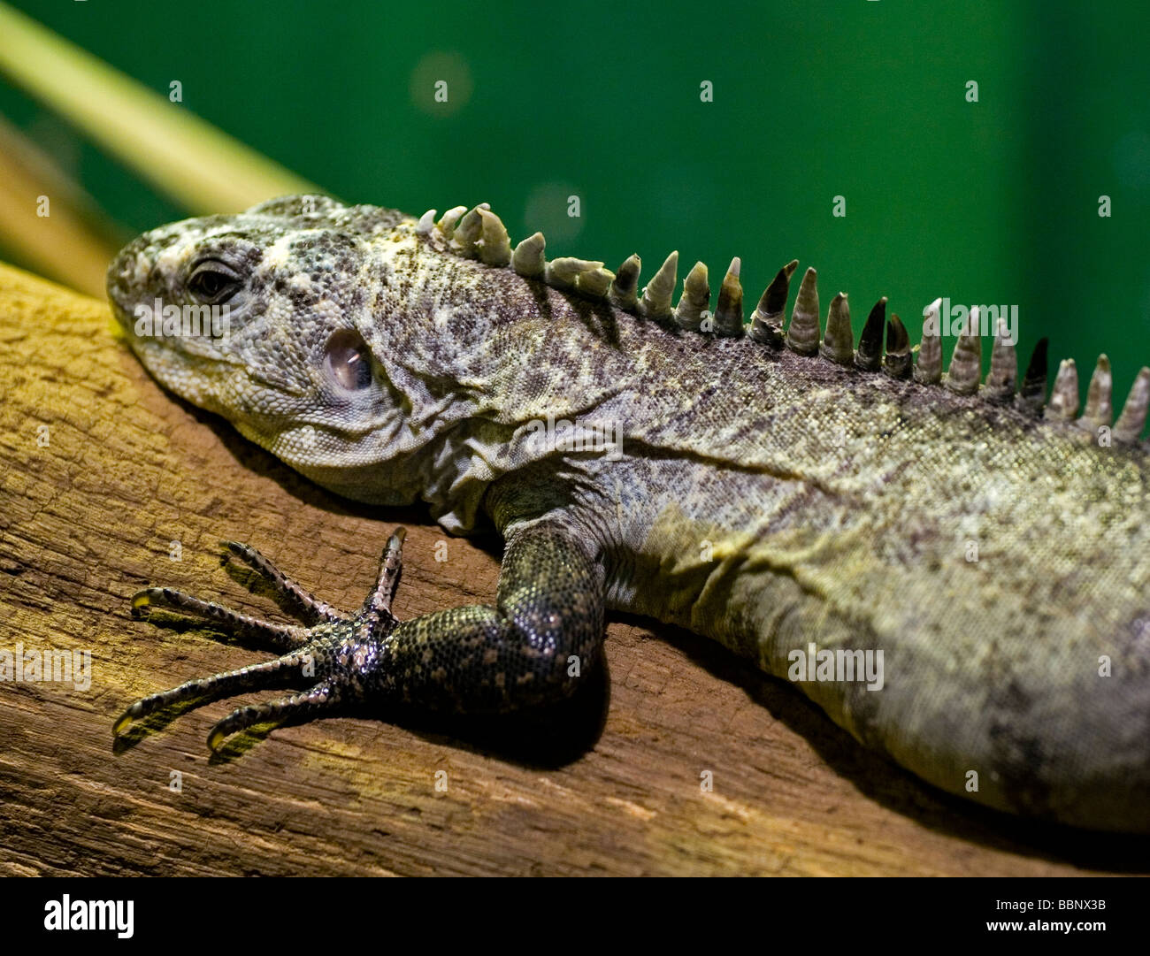 Utila island hi-res stock photography and images - Alamy