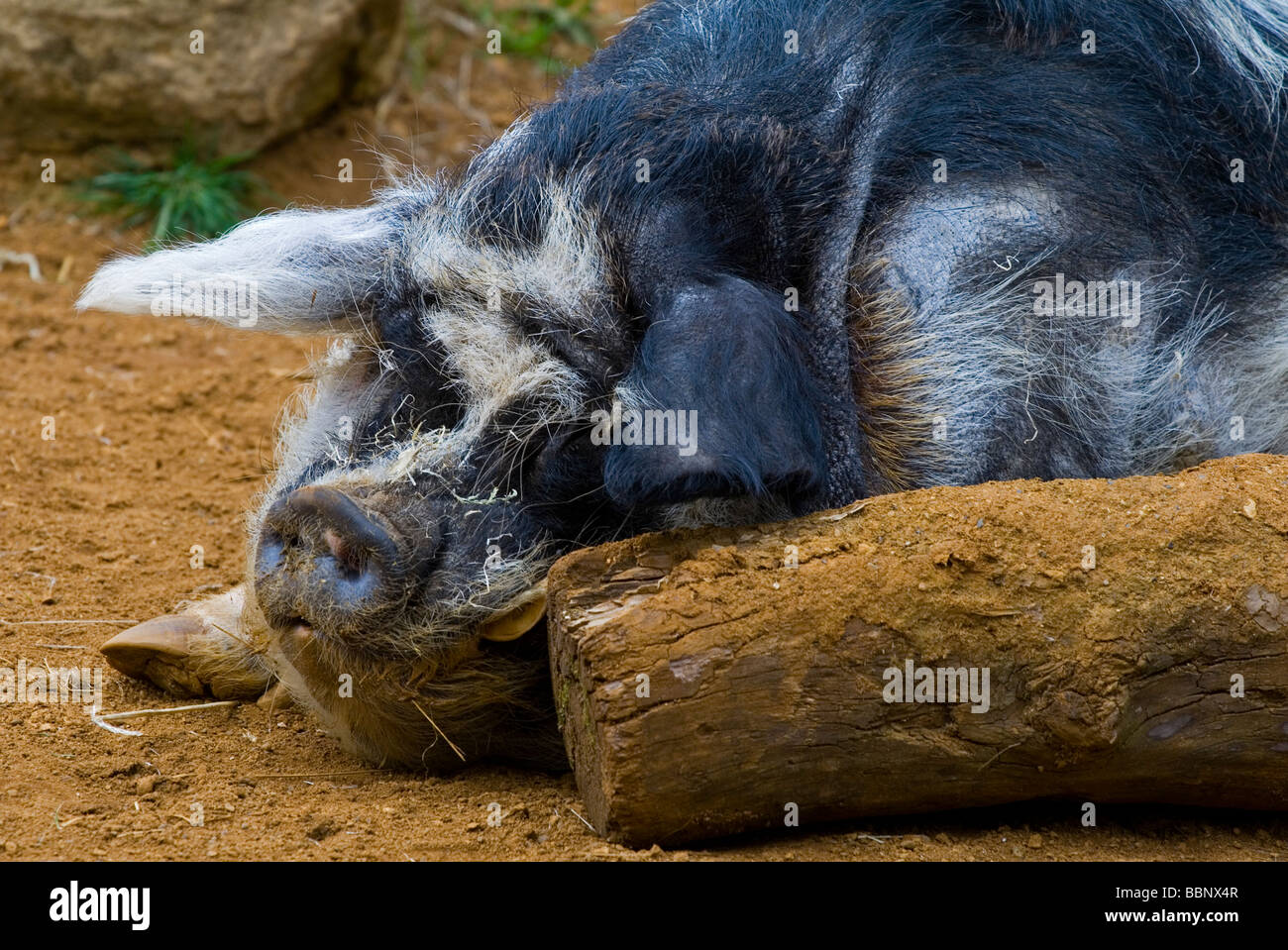 Kunekune pig hi-res stock photography and images - Alamy