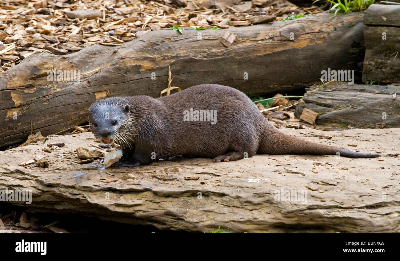 Semi aquatic animal hi-res stock photography and images - Alamy