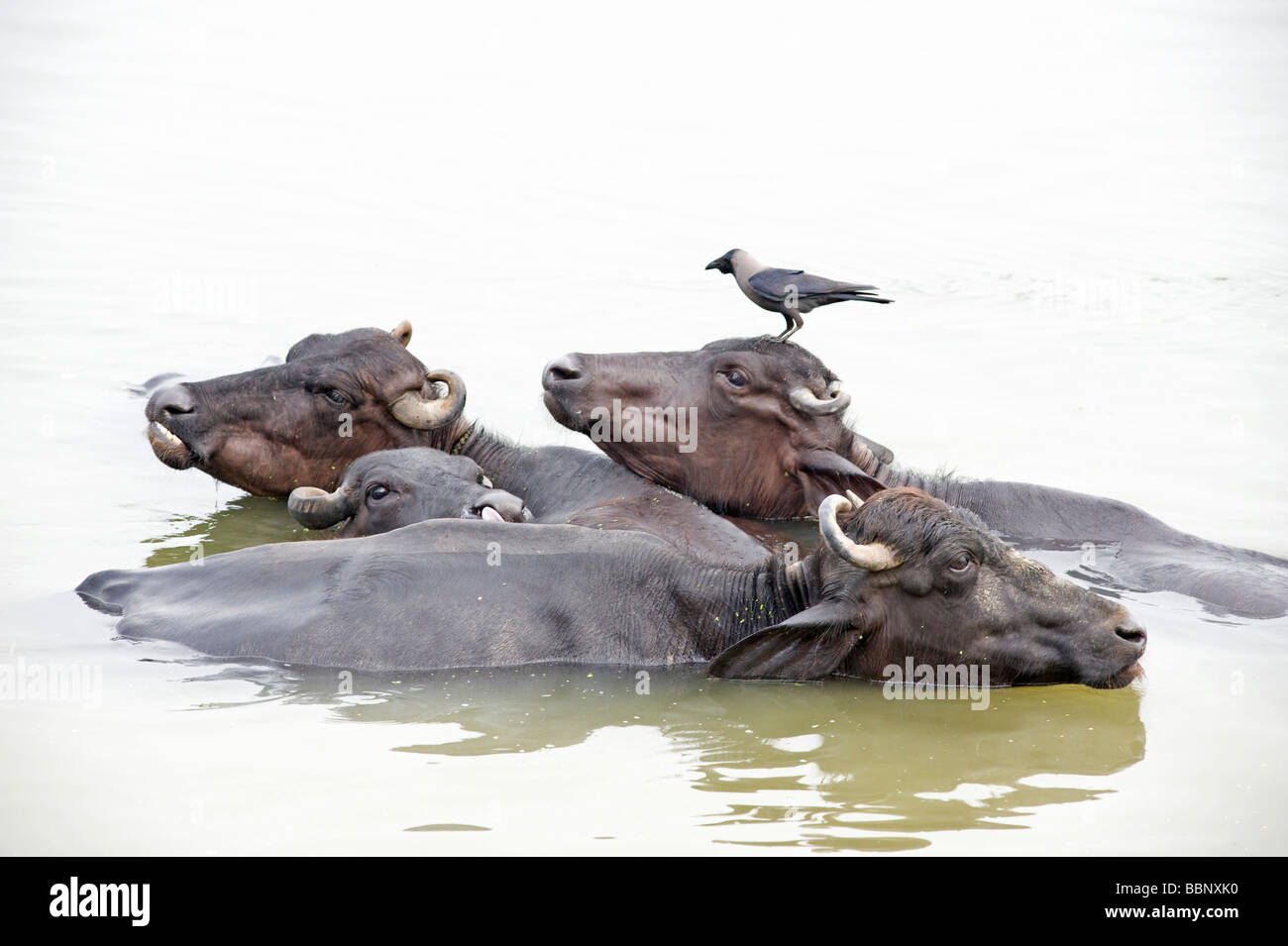 Colombo crow and water buffalo cooling off in the holy River Ganges ...