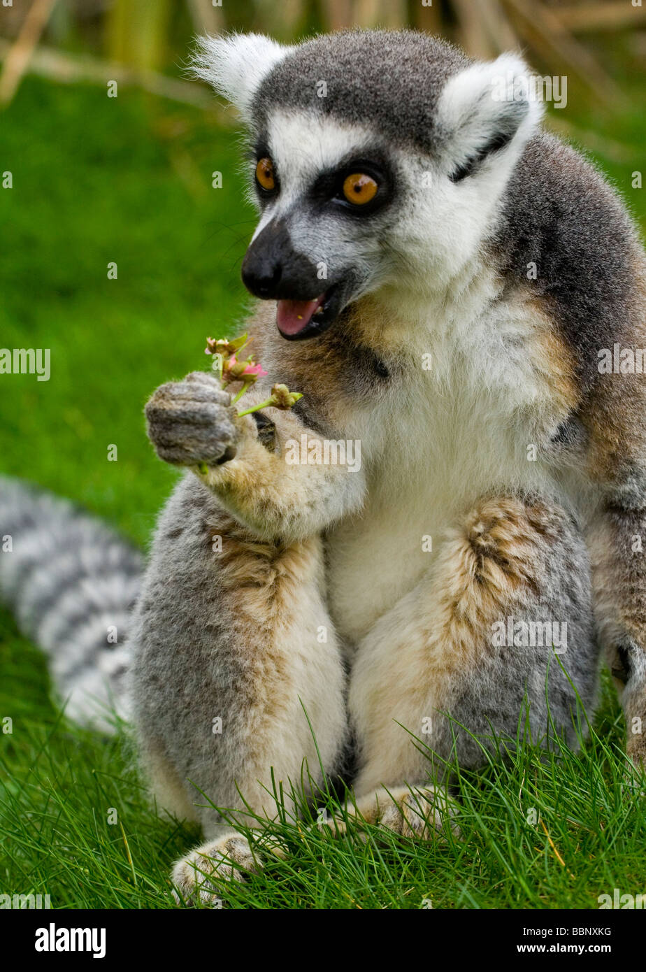Ring-tailed lemur a native mammal of Madagascar latin name lemur catta ...