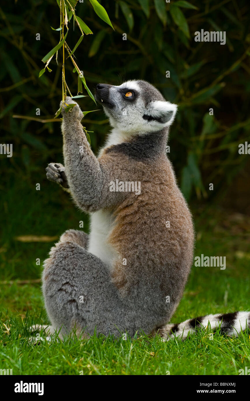 Ring-tailed lemur a native mammal of Madagascar latin name lemur catta ...