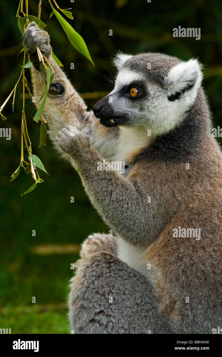 Native animal of madagascar hi-res stock photography and images - Alamy