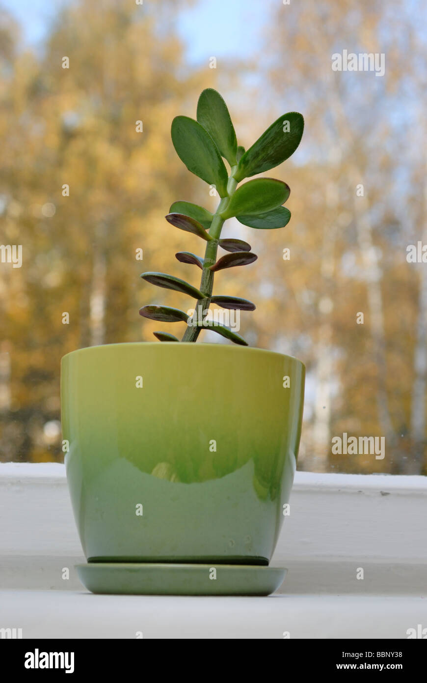 Money plant hi-res stock photography and images - Alamy