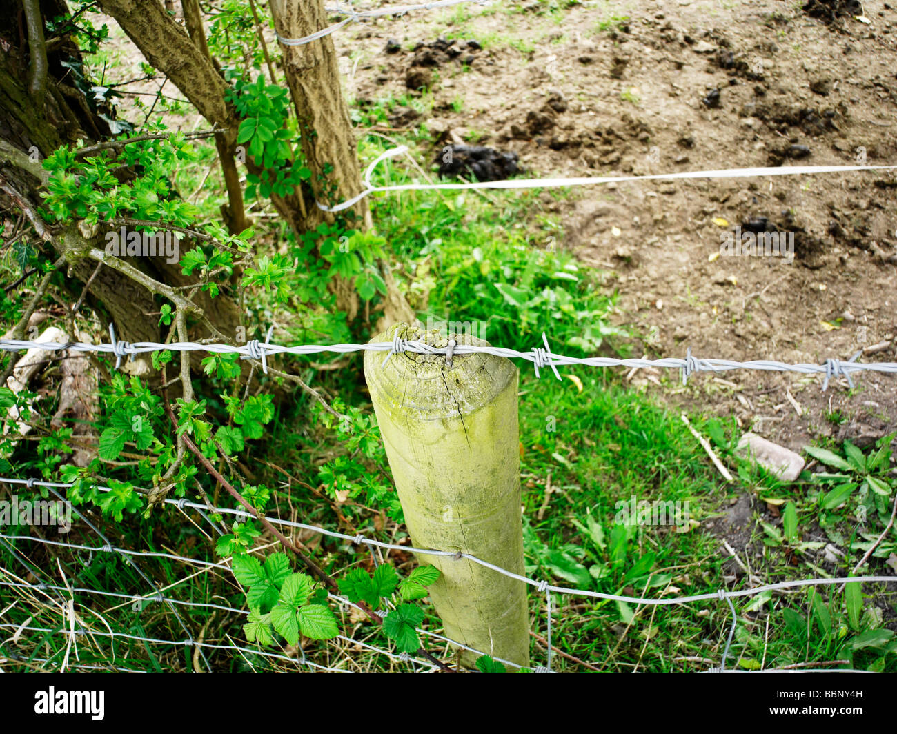 barbed wire on a gate Stock Photo - Alamy