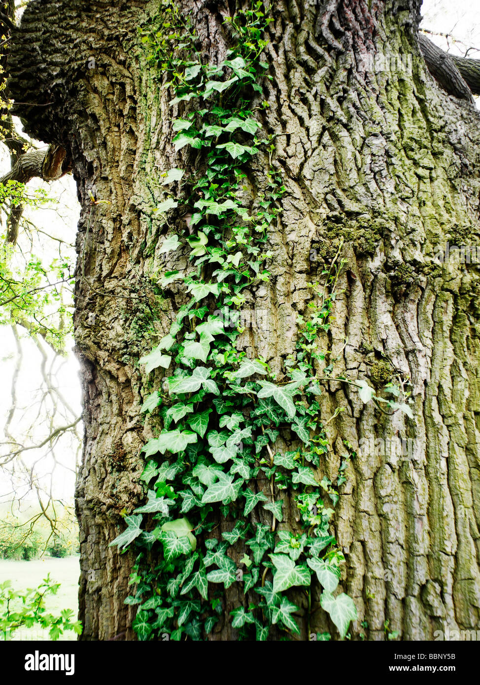 ivy on tree Stock Photo - Alamy