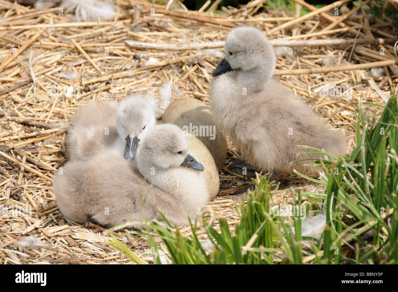Cygnets birds hi-res stock photography and images - Alamy